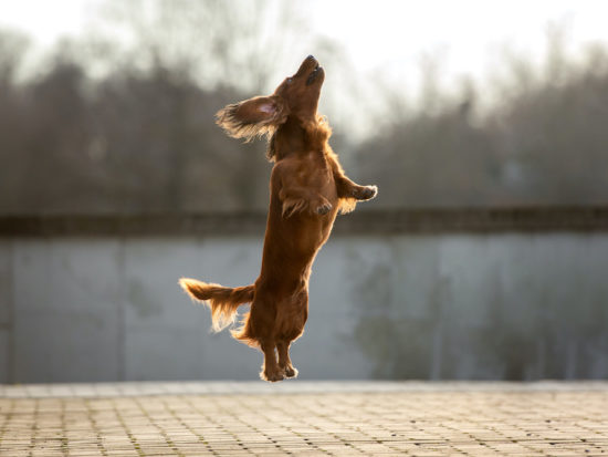 How High Can a Dachshund Jump?