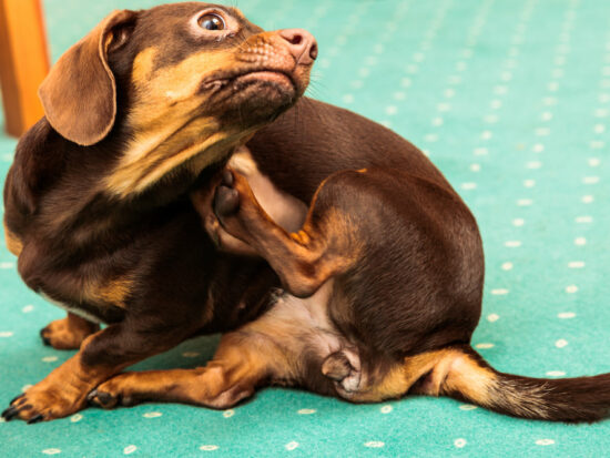 6 Common Dachshund Skin Problems and How to Prevent Them - For My Dachshund